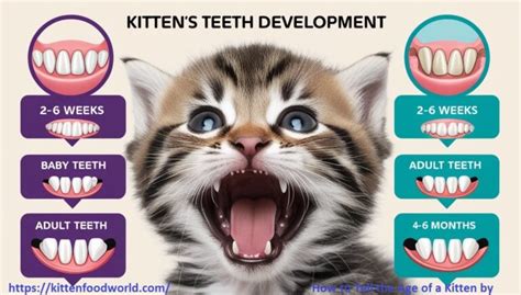 Kitten Age Chart Track Your Kittens Growth And Development By Weeks Kitten Food World