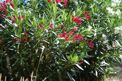 Oleanders Plant Care And Collection Of Varieties