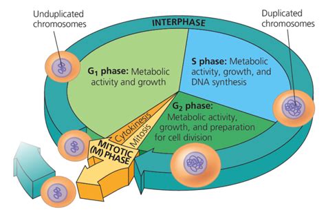 Week Mitosis Lab Professor St John S Instructional Materials