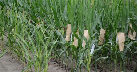 Take A Look Inside A Corn Breeding Nursery