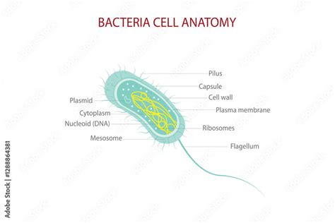 Bacteria Cell Anatomy Diagram With Labeled Parts Including Nucleoid Ribosomes Flagellum And