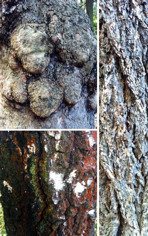 Pattern Inspirations Tree Bark Pattern People Tree Bark Inspiration Tree