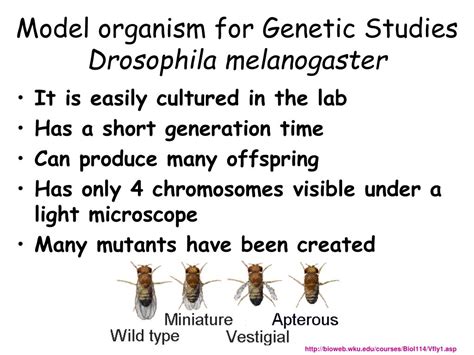 Ppt Fruit Fly Genetics Drosophila Melanogaster Powerpoint