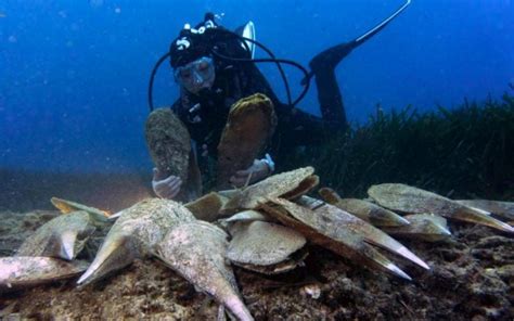 Tiny Killer Threatens Giant Clam Aquatic Emblem Of The Med Fmt