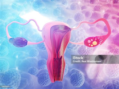 Uterus Cross Section Free Female Reproductive System Cross Section