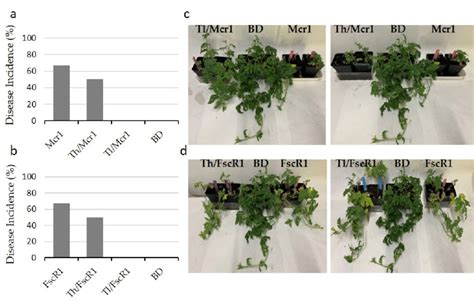 Comparison Of Protection Effects Of Trichoderma Strains T Harzianum