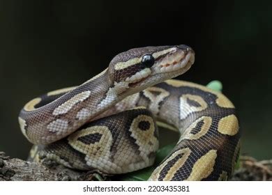 Ball Python Eye Royalty Free Images Stock Photos Pictures Shutterstock