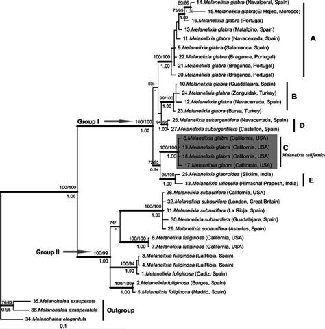 50 Majority Rule Consensus Tree Based On 72000 Trees From A Bmcmc Download Scientific