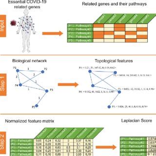 The Workflow Of The Proposed Methods Download Scientific Diagram