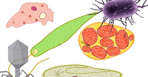 CBSE Class Science Microorganisms Friends Or Foes Worksheet CbseNotes