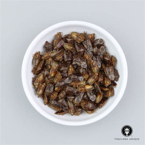 Shield Stink Bugs Wholesale Bulk Edible Insects For Sale Retail