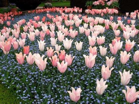 “ფილოლის ყვავილთა ბაღი” Genia Ge