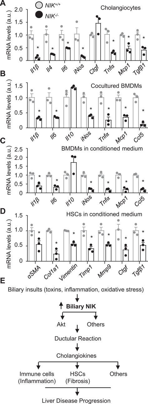 Biliary Nik Regulates Cholangiocyte Macrophage And Cholangiocyte Hsc