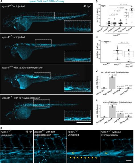 Tal1 Overexpression Rescues Endothelial Development In Npas4l Mutants Download Scientific