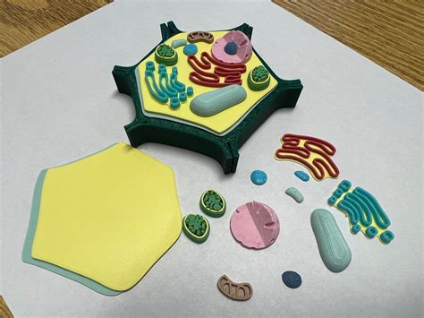 Small Plant Cell Model For Biology By Breeden Download Free Stl Model