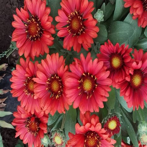 ყვავილების ჯგუფი Anana Garden