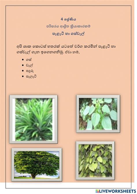 3661088 පැළෑටි හා ගස්වැල් Muhamdiram