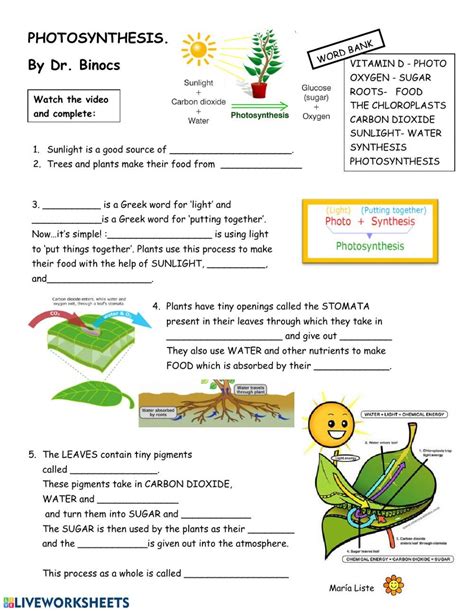 Photosynthesis Worksheet And Answers Educational Worksheet Packs