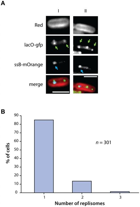A Single Stranded Binding Ssb Protein Was Tagged With Morange