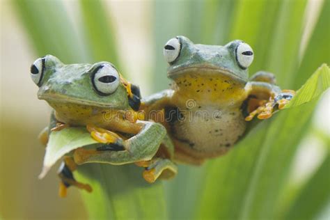 Face Frog Stock Image Image Of Small Eyes Amphibian 125098119