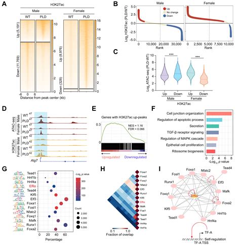 Multi Omics Profiling Of Cholangiocytes Reveals Sex Specific Chromatin State Dynamics During