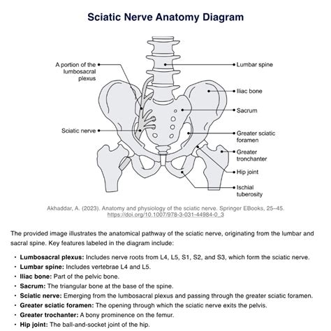 Sciatic Nerve Anatomy Diagram
