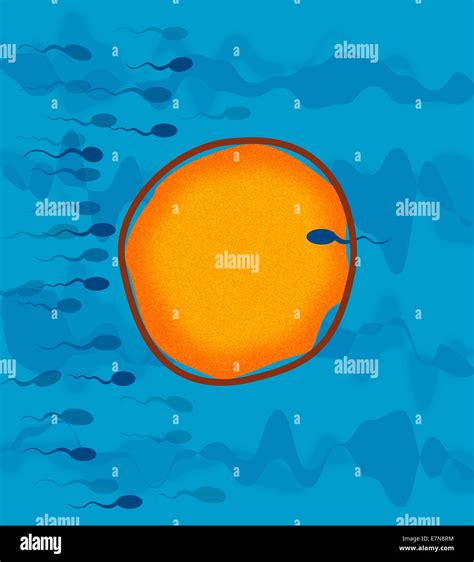Sperm And Egg Hi Res Stock Photography And Images Alamy