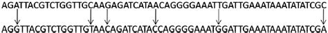 Creation Of Mutated Sequences Example Of The 10 Of Mutation 6 Bases Download Scientific