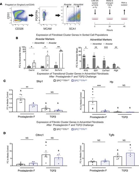 Jci Insight Pgf2α Signaling Drives Fibrotic Remodeling And Fibroblast Population Dynamics In Mice