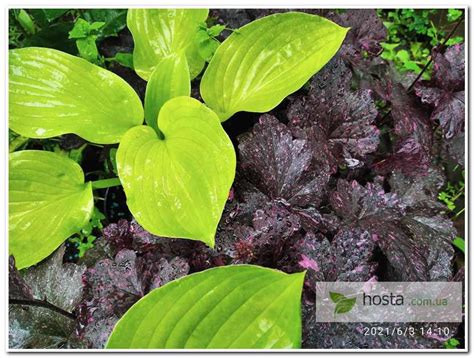 Hosta.com.ua. Хоста Ki Ren Jyaku (Ки Ренджьяку): описание, фото, саженцы