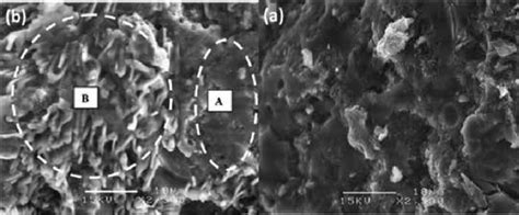Sem Micrographs Of A Pure Metakaolin And B Metakaolin 50 Slag Download Scientific Diagram
