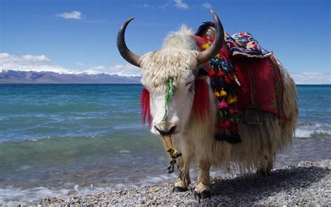 Majestic Ox By The Shore Hd Wallpaper 1920x1200 Wallpaper Abyss