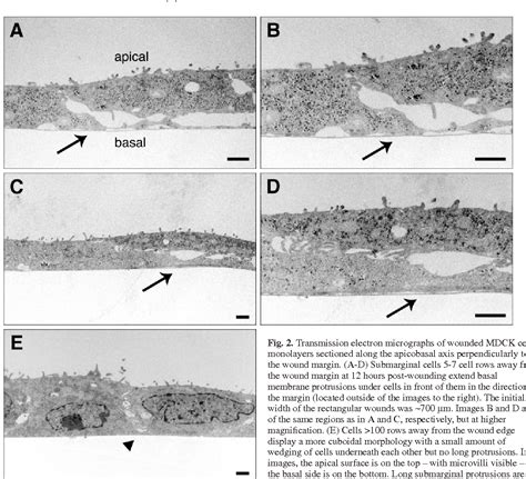 Figure 1 From Multiple Rows Of Cells Behind An Epithelial Wound Edge
