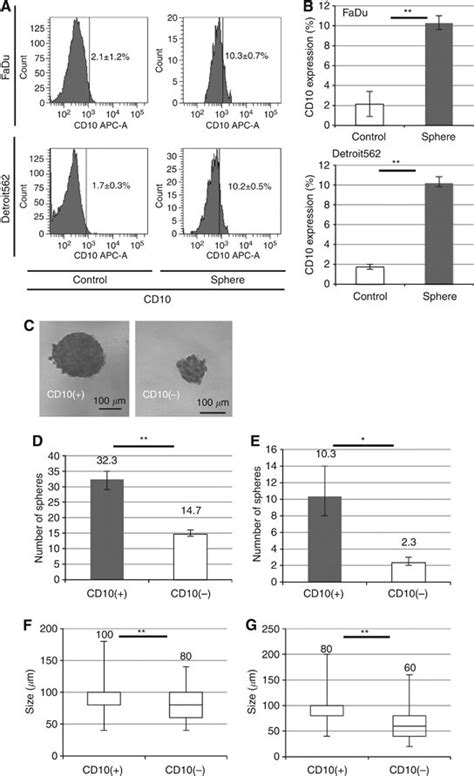 Cd10 And Sphere Formation Ab Cd10 Expression In Sphere Cells Was