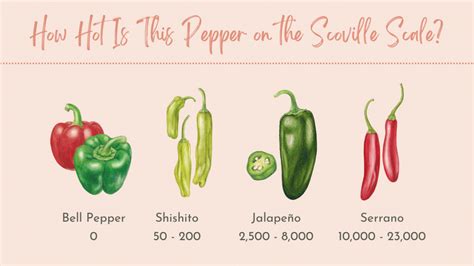 How To Grow Your Own Organic Bell Peppers In A Raised Bed Garden