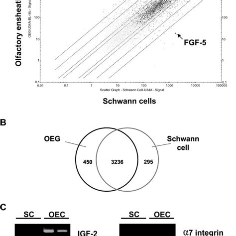 Preliminary Data On Comparative Gene Expression Profiling Between