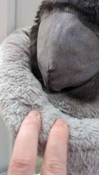 Tail Amputation Mumsnet