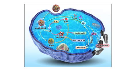 Ultrasmall Self Cascade Aunpfes Nanozyme For H2s Amplified Ferroptosis