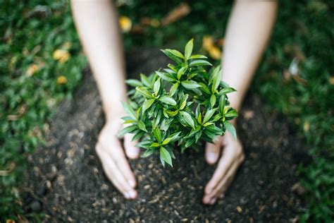 Building Analytics Solutions Coppertree Analytics
