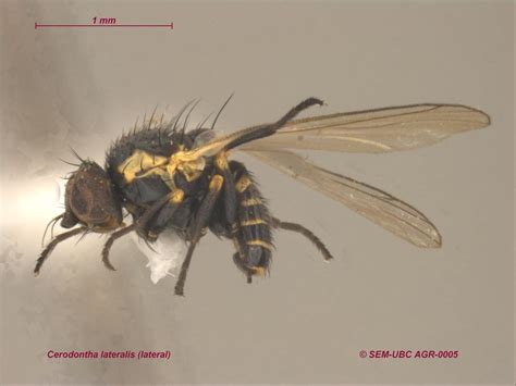 Agromyzidae