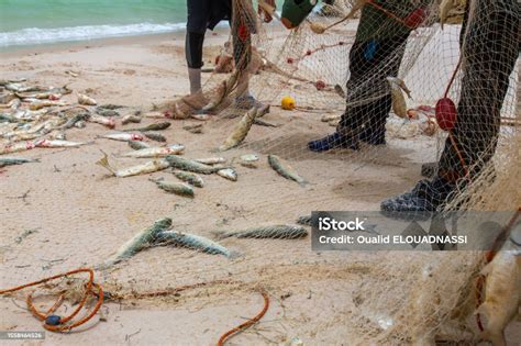 모로코의 Dakhla 해변에서 잡은 물고기로 가득 찬 그물을 수확하는 어부들 관광에 대한 스톡 사진 및 기타 이미지 관광 관광객 낚시 Istock