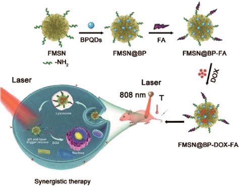Multifunctional Drug Delivery System For Synergistic Chemotherapy And Download Scientific