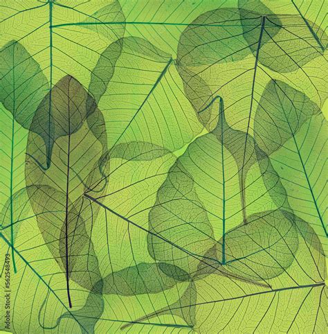 Leaf Texture Pattern Leaf Background With Veins And Cells Macro