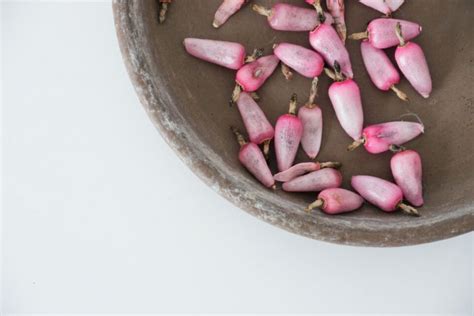 Propagating Cactus A Comprehensive Guide To Desert Greenery Minneopa Orchards