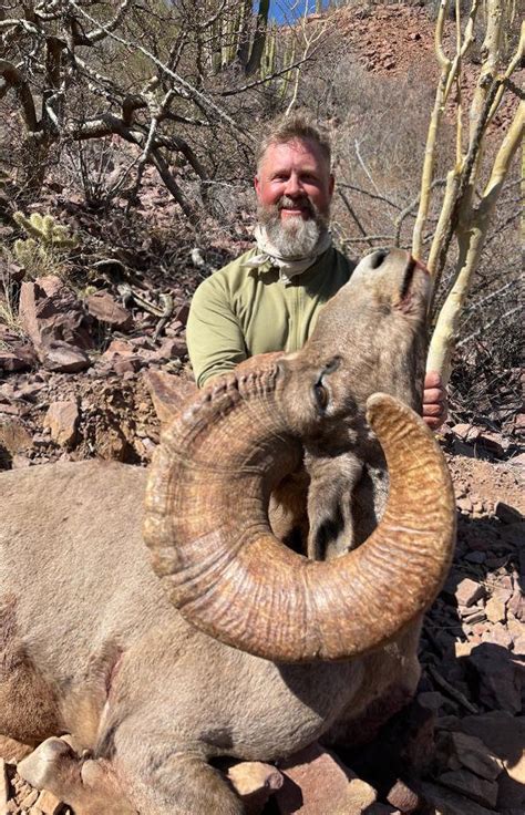 Desert Sheep Hunts Desert Sheep Outfitters