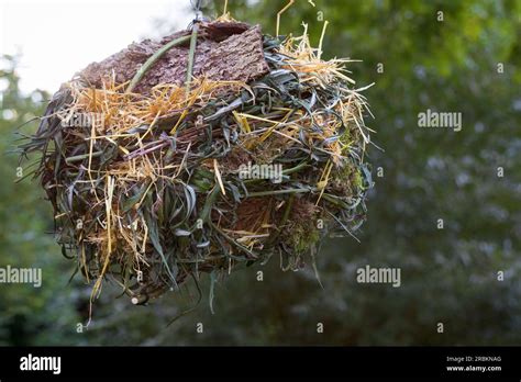 European Red Squirrel Eurasian Red Squirrel Sciurus Vulgaris Building Of A Drey Step 7 The
