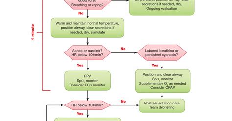 Neonatal Resuscitation Algorithm