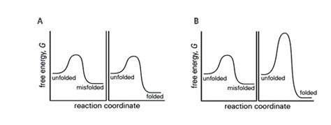 Solved The Reaction Coordinate Diagrams For Two Rna Molecules A And B Are Shown Below For