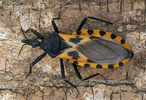 Chinche Besucona Pic Hemiptera En Cosalá · Inaturalist