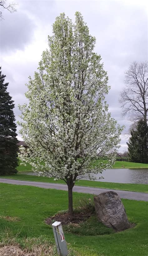 Different Types Of Ornamental Pear Trees Cheap Shops